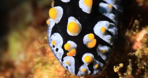 Painted Phyllidia Nudibranch (Phyllidia ... | Stock Video | Pond5