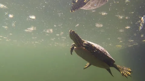 Painted Turtle Swimming Underwater in Po... | Stock Video | Pond5
