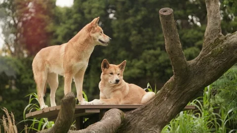 Pair of Australian Dingos Stand on Platf... | Stock Video | Pond5