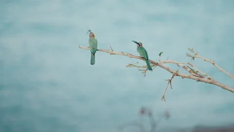 Bee and Bird Stock Videos – Royalty-Free HD & 4K Videos | Pond5