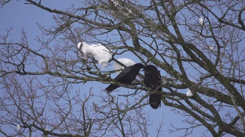Ravens Mating Season Stock Videos – Royalty-Free HD & 4K Videos | Pond5