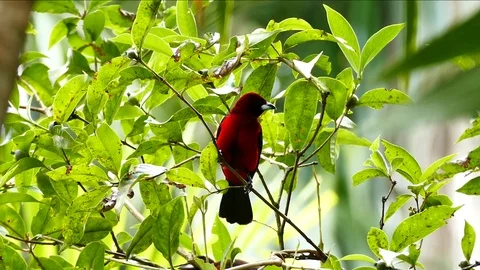 Hd Backed In Stock Videos – Royalty-Free HD & 4K Videos