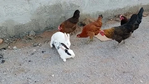 Rabbits Mating Stock Videos – Royalty-Free HD & 4K Videos