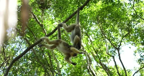 Monkeys Fighting Stock Video Footage | Royalty Free Monkeys Fighting ...