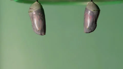 A pair of monarch cocoons in its stage o... | Stock Video | Pond5