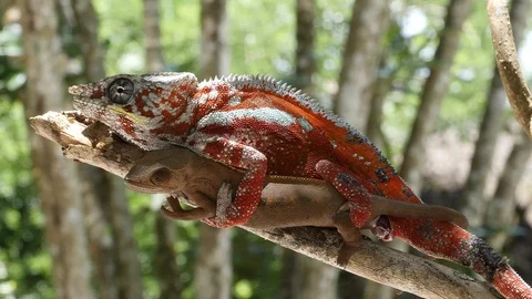 Animal Copulation Stock Videos – Royalty-Free HD & 4K Videos