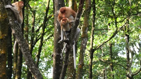 Pair Proboscis Monkeys mating in natural... | Stock Video | Pond5