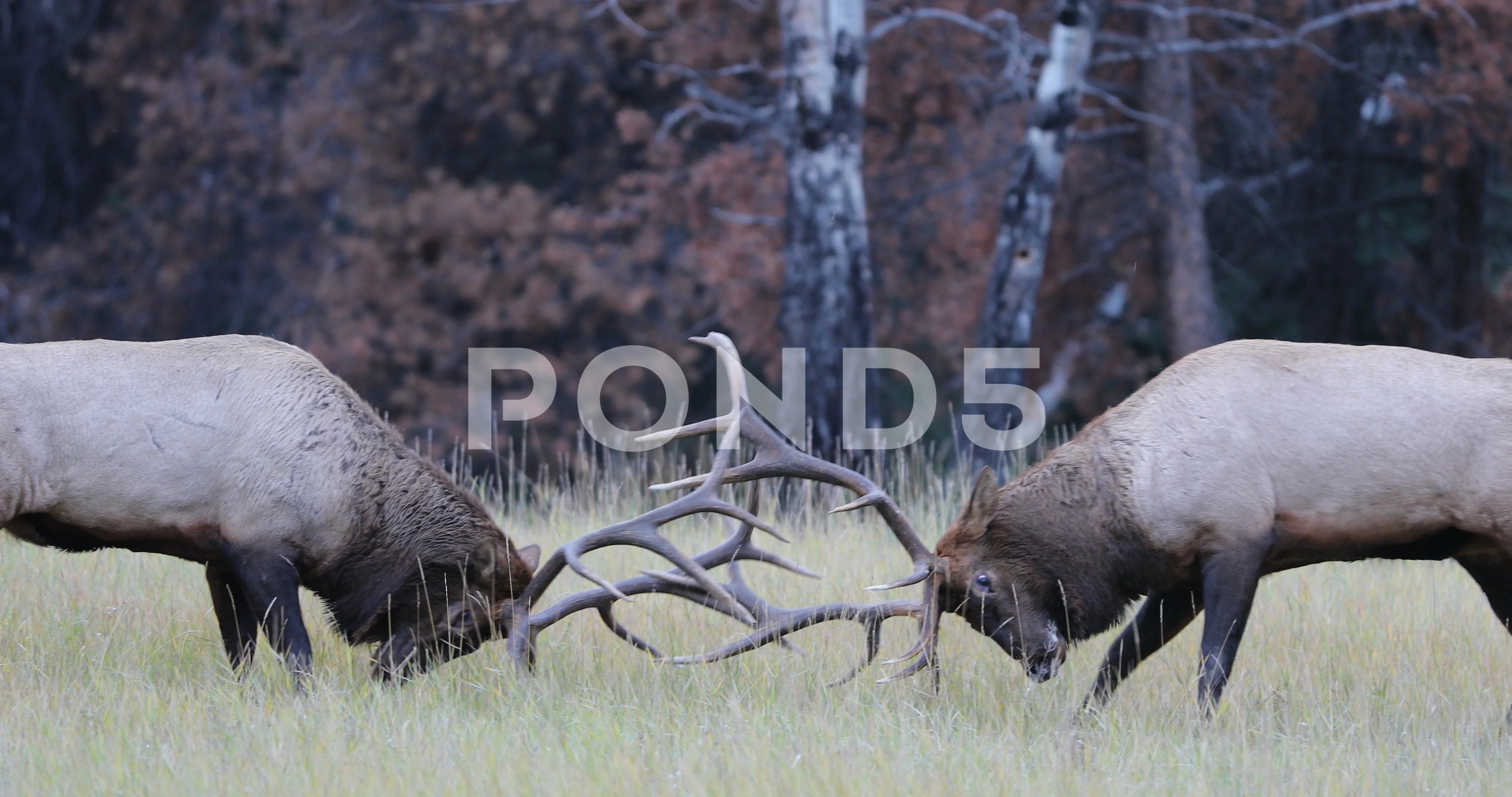 Rocky Mountain Elk Fighting