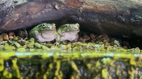 A pair of two frogs sitting under a log ... | Stock Video | Pond5