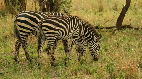 Zebras Mating Stock Video Footage | Royalty Free Zebras Mating Videos ...