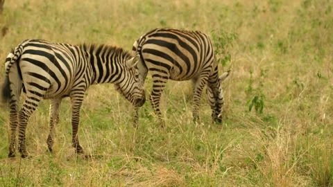 Zebras Mating Stock Video Footage | Royalty Free Zebras Mating Videos ...