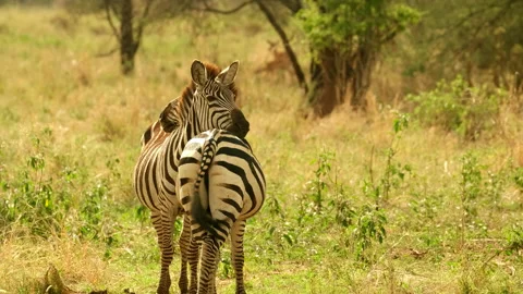 Zebras Mating Stock Video Footage | Royalty Free Zebras Mating Videos ...