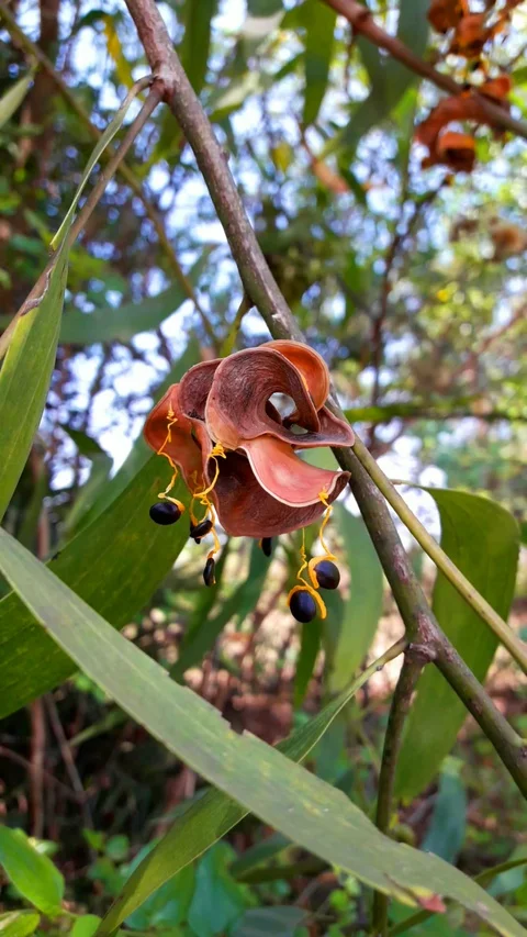 Ear Like Stock Videos – Royalty-Free HD & 4K Videos | Pond5