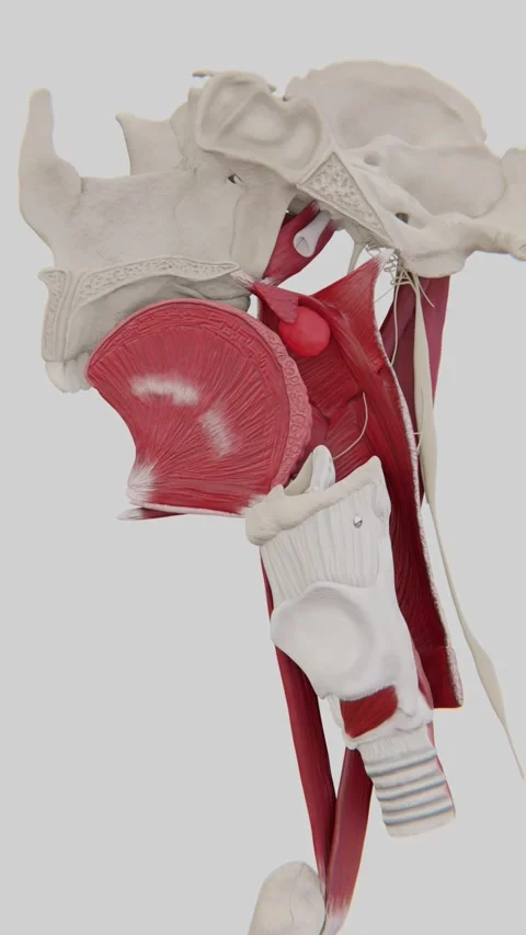 Tonsils D Stock Videos – Royalty-Free HD & 4K Videos