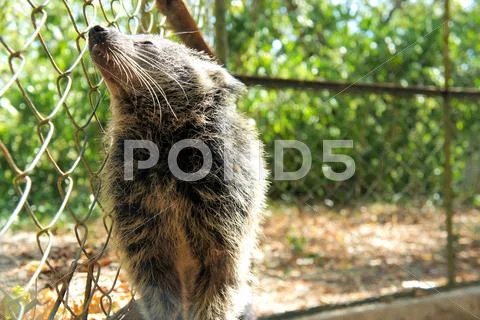 Palawan bear. Binturong. Philippines. The island of Palawan. ~ Premium ...