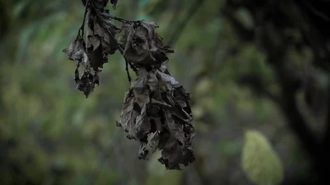 Tree and Zombie Stock Videos – Royalty-Free HD & 4K Videos | Page 5