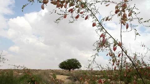 Palestine Tree Stock Video Footage | Royalty Free Palestine Tree Videos ...