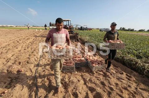 Palestinian farmers harvest sweet potato at a farm Palestinian farmers ...