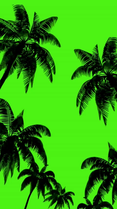 Palm green screen background branch and ... | Stock Video | Pond5