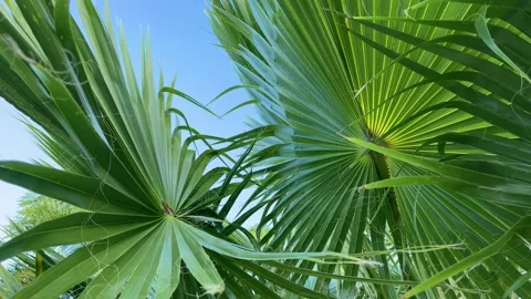 Palm leaves closeup waving from the wind... | Stock Video | Pond5