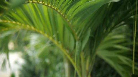 Palm leaves or palm tree in dolly shot. ... | Stock Video | Pond5