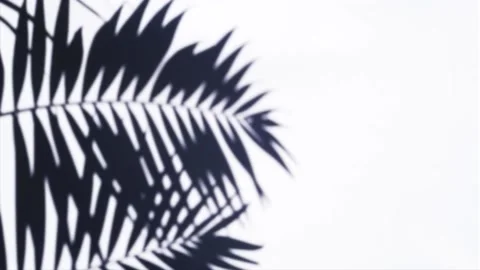 Tree Shadow Overlay Stock Videos – Royalty-Free HD & 4K Videos | Page 3