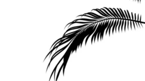 Tree Shadow Overlay Stock Videos – Royalty-Free HD & 4K Videos | Page 6