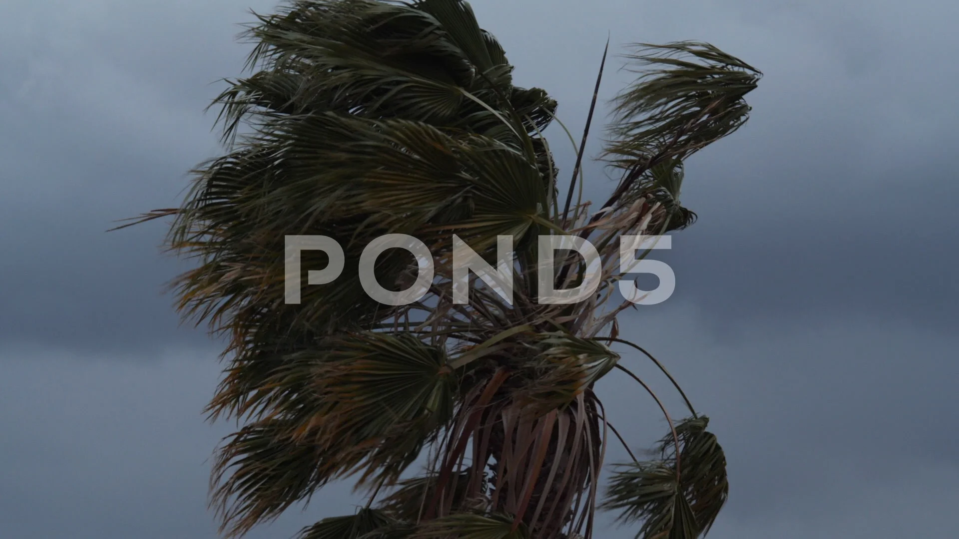 Wind Blowing Palm Trees Premium Photo | Palm Tree Blowing In The Wind