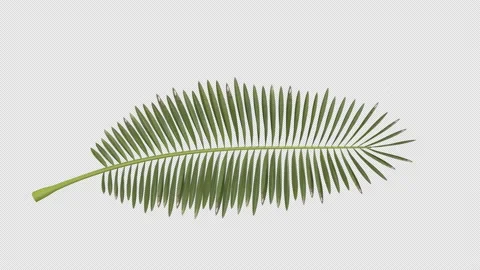 a palm tree branch sways in a loop anima... | Stock Video | Pond5