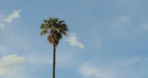 Palm tree in the breeze with clouds movi... | Stock Video | Pond5