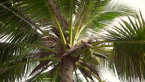Palm tree + camera movement | Stock Video | Pond5