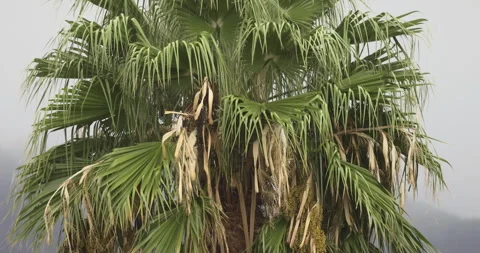 Palm tree close up, camera movement, 4K... | Stock Video | Pond5