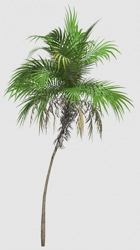 Palm Tree Grow Animation in Side View wi... | Stock Video | Pond5