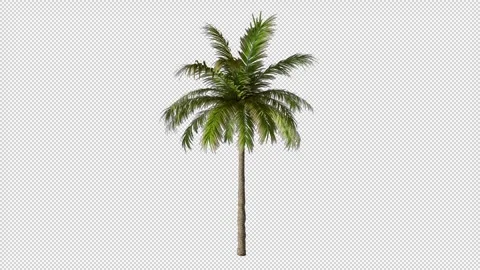 Palm Tree Alpha Stock Videos – Royalty-Free HD & 4K Videos | Pond5