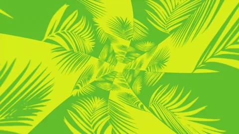Palm Tree Leaf Background Animation, Twi... | Stock Video | Pond5