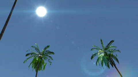 Palm tree loop animation | Stock Video | Pond5