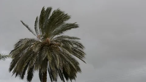 Palm tree moves in a gale. Storm clouds ... | Stock Video | Pond5