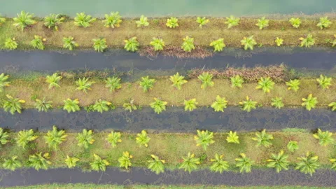 Palm tree plantation texture | Stock Video | Pond5