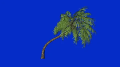 Palm tree seemless loop, blue screen Chr... | Stock Video | Pond5