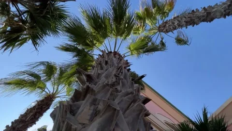 PALM TREE TOP TO BOTTOM VIEW AT ATLANTIS... | Stock Video | Pond5