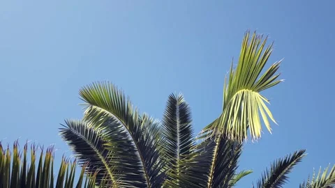 Wallpaper Center Stock Videos – Royalty-Free HD & 4K Videos