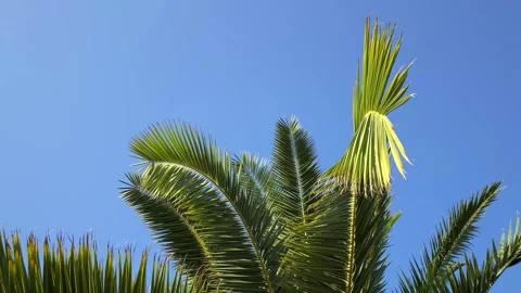 palm tree video background wallpaper cen... | Stock Video | Pond5