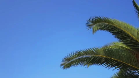 palm tree video background wallpaper rig... | Stock Video | Pond5