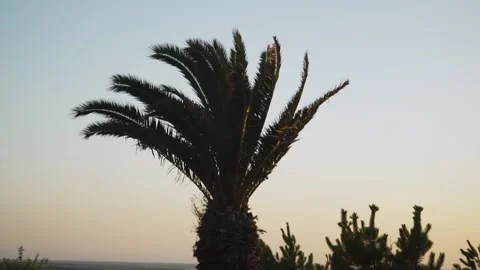 Palm tree waving on wind in the golden h... | Stock Video | Pond5