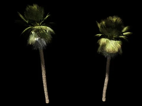 Palm trees with alpha map | Stock Video | Pond5