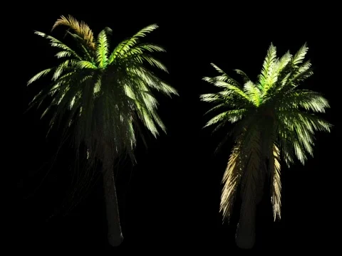 Palm trees with alpha map | Stock Video | Pond5