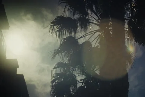 Palm Trees and Sun Flare in Marina del R... | Stock Video | Pond5