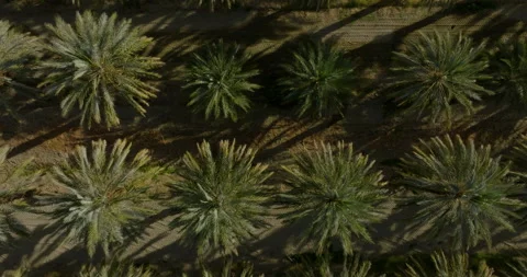 Palm trees arranged in a row in the fiel... | Stock Video | Pond5