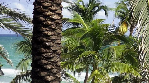 Palm Beach Ft Stock Videos – Royalty-Free HD & 4K Videos