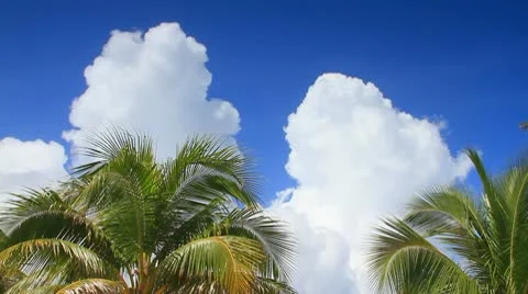 Palm Trees with Billowing Clouds | Stock Video | Pond5